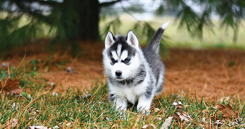 خصوصیات سگ هاسکی + از بدو تولد تا خصوصیات رفتاری و آموزش | دانشنامه سیب