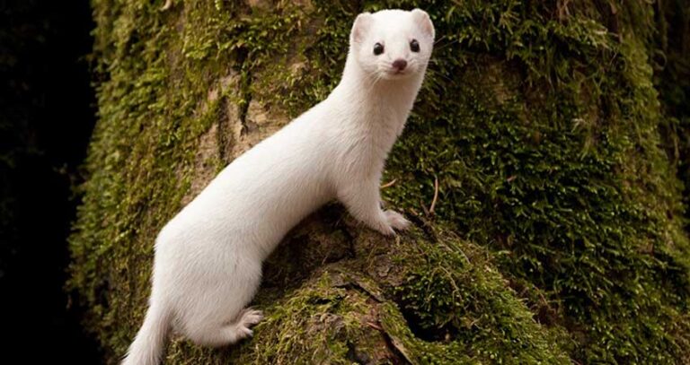 چگونه سمور را بگیریم؟ | دانشنامه سیب